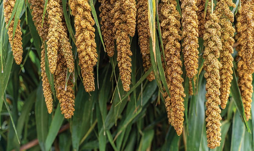 Agriculture and climate change: foods for the future - Strategian ...