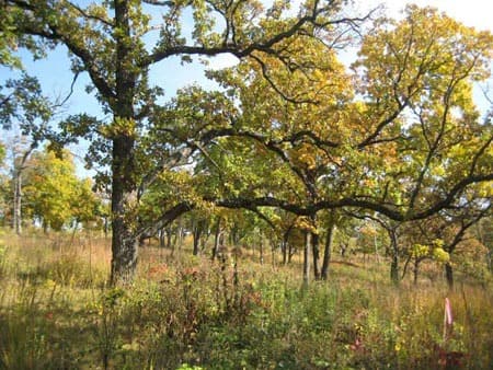Oak Tree Effects on Soil and Herbaceous Vegetation in Savannas and ...